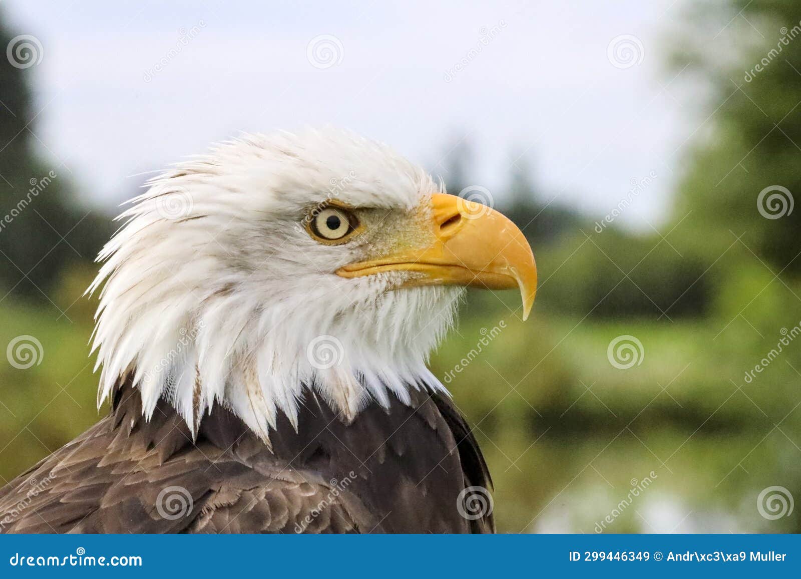 Head of a Bald Eagle during a Photo Workshop Stock Image - Image of ...