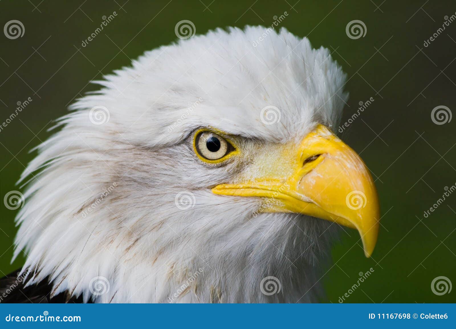 Head of Bald Eagle in Side Angle View Stock Photo - Image of ...