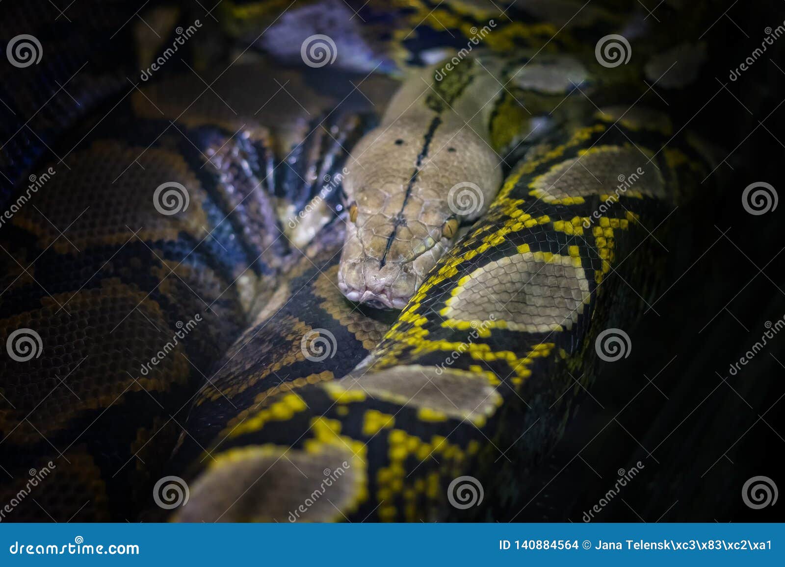 The Head of the Ball Python Python Regius, Also Known As the Royal ...