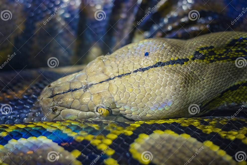 The Head of the Ball Python Python Regius, Also Known As the Royal ...