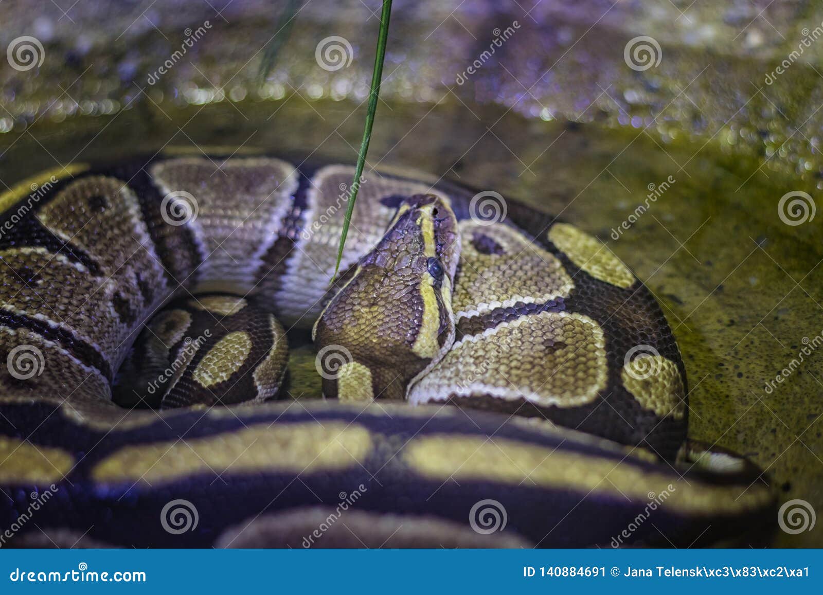 The Head of the Ball Python Python Regius, Also Known As the Royal ...