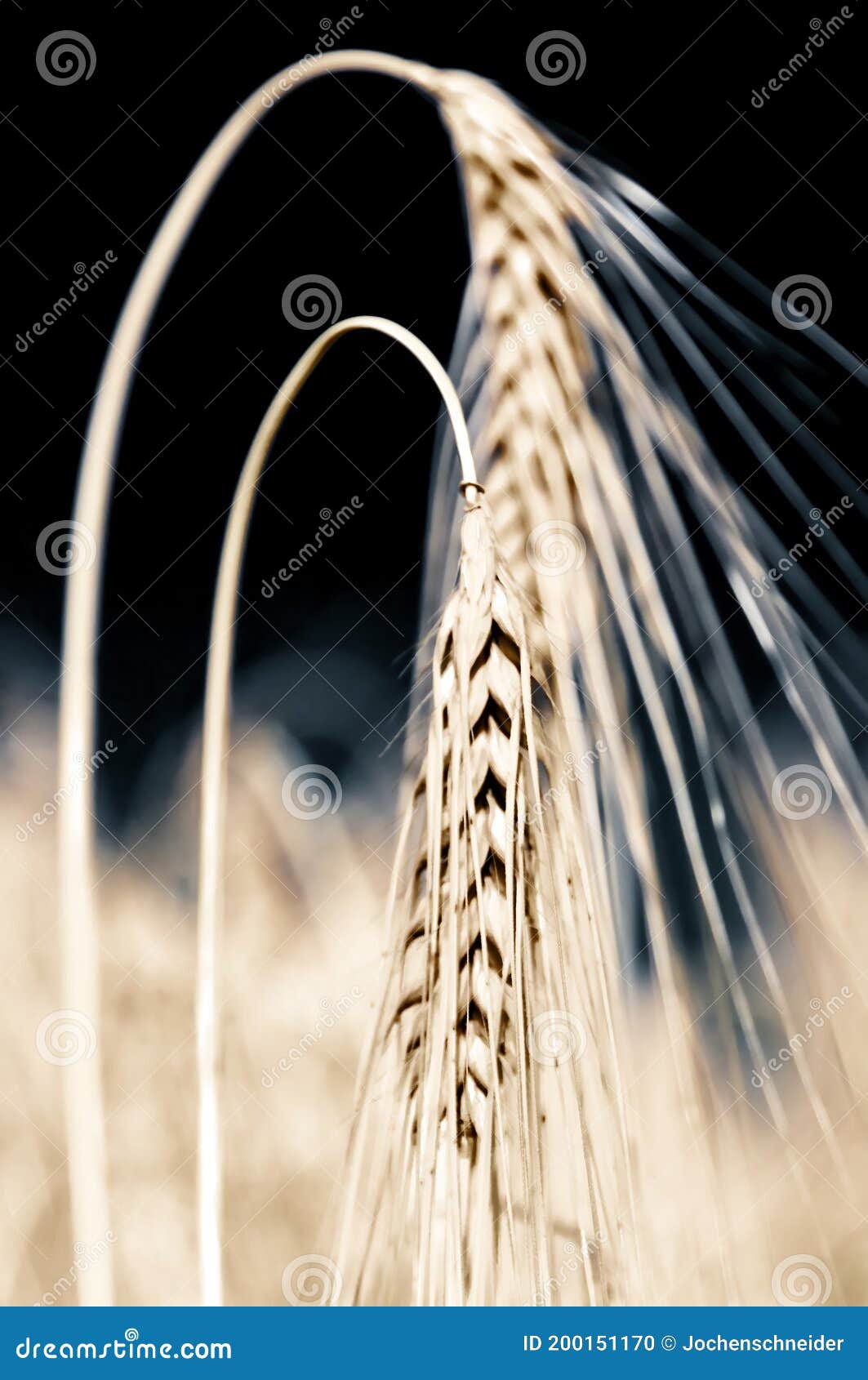 Head of a barley stock photo. Image of infrared, vulgare - 200151170