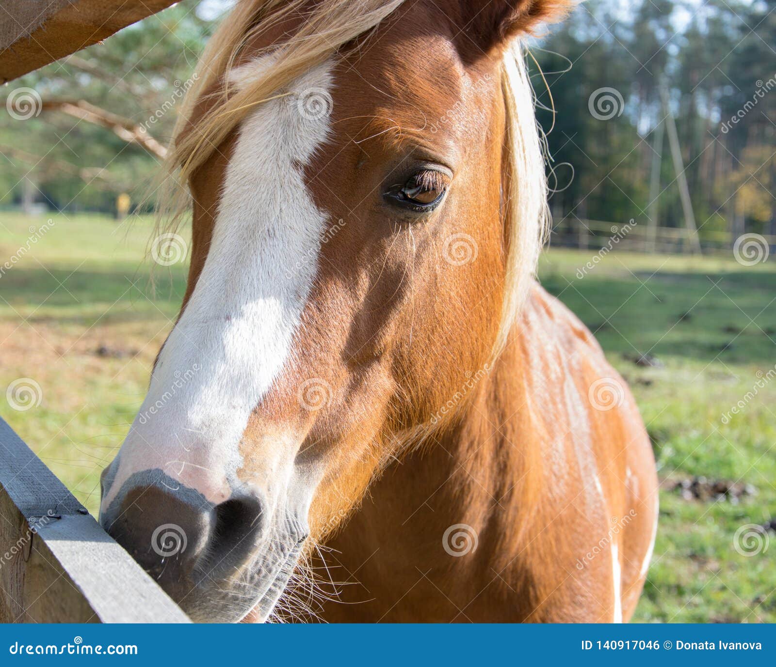 Head of a Bay Horse Close Up. Stock Photo - Image of paddock ...