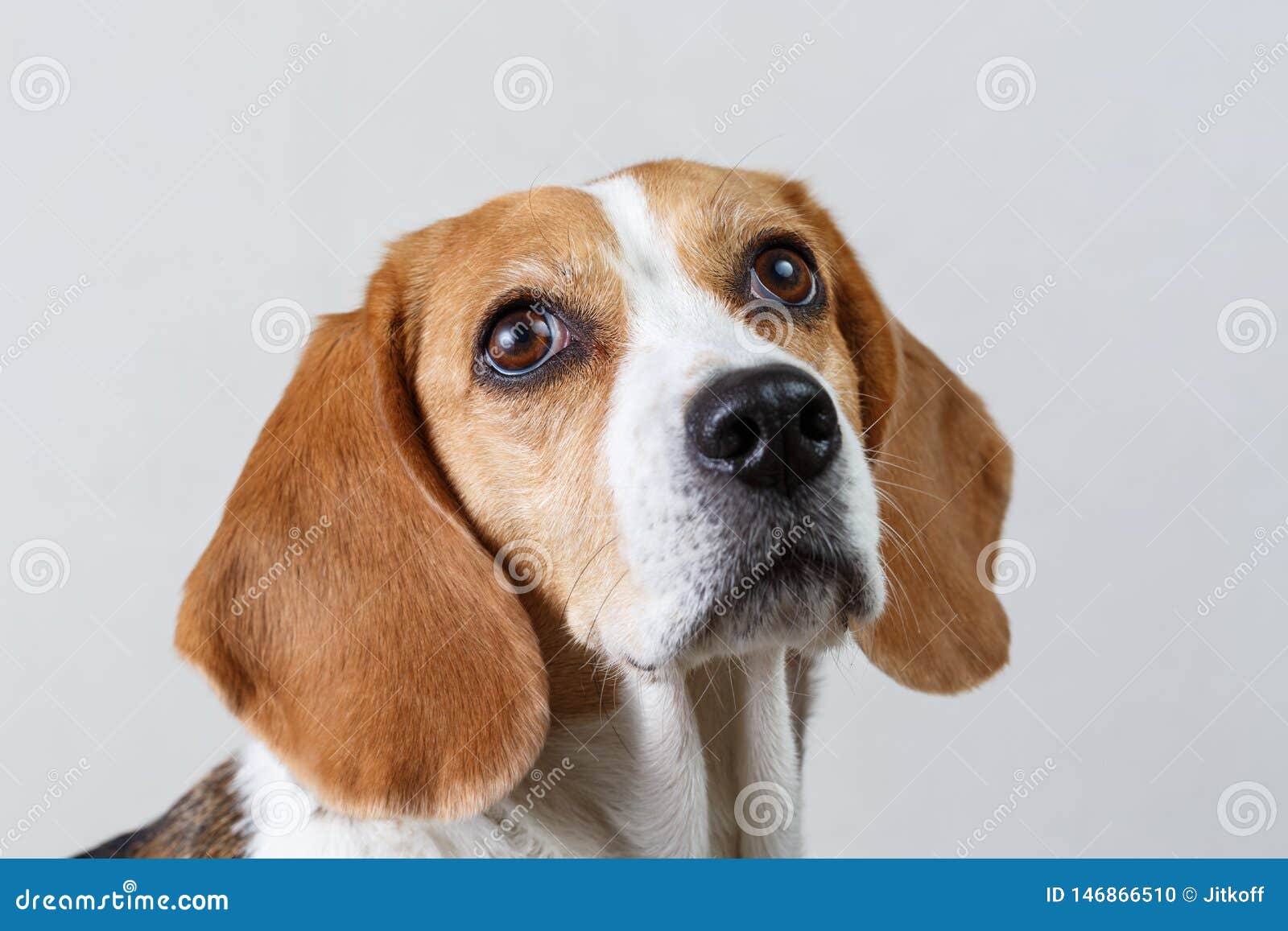 Head of beagle. stock photo. Image of portrait, mammal - 146866510