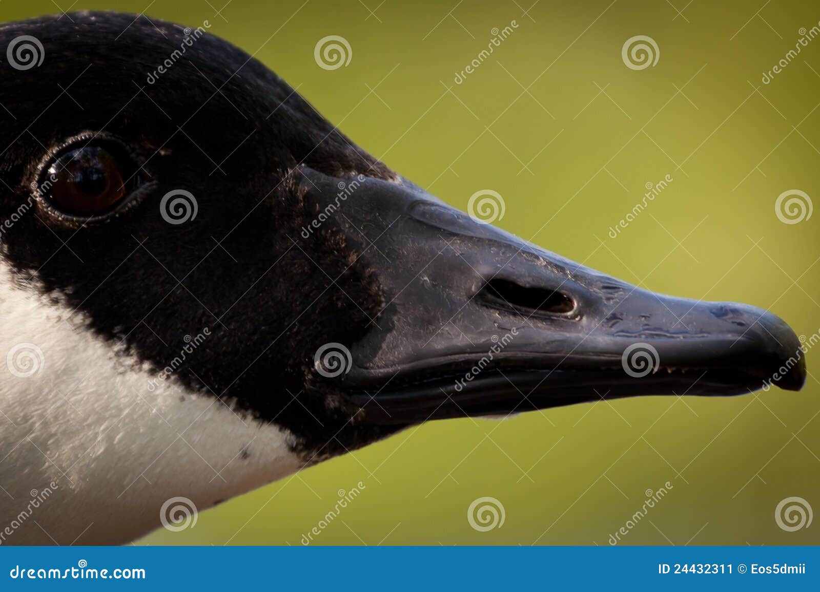 Head and Beak of a Canada Goose Stock Image - Image of nature, goose ...