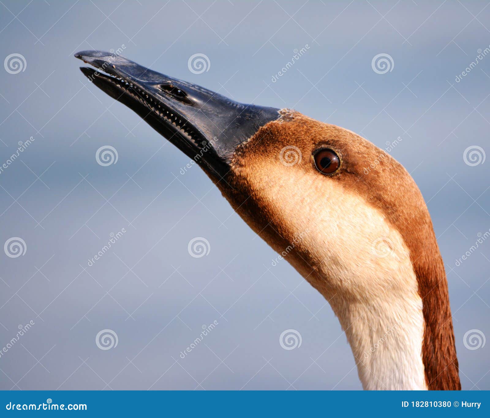 Head and Beak of a Wild Goose. Stock Photo - Image of canadian, bird ...