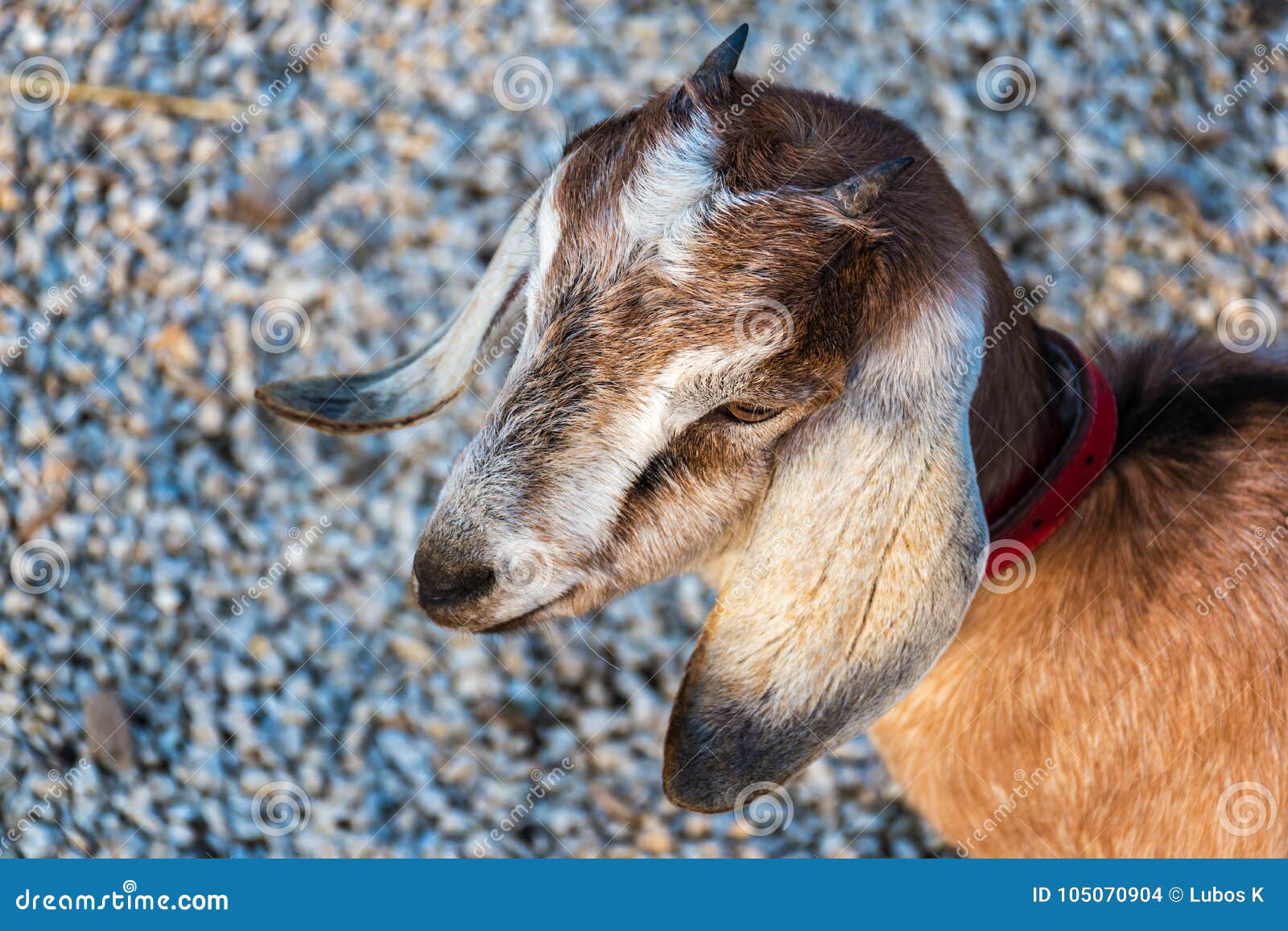 Head of Beautiful Anglo-Nubian Goat Stock Photo - Image of domestic ...