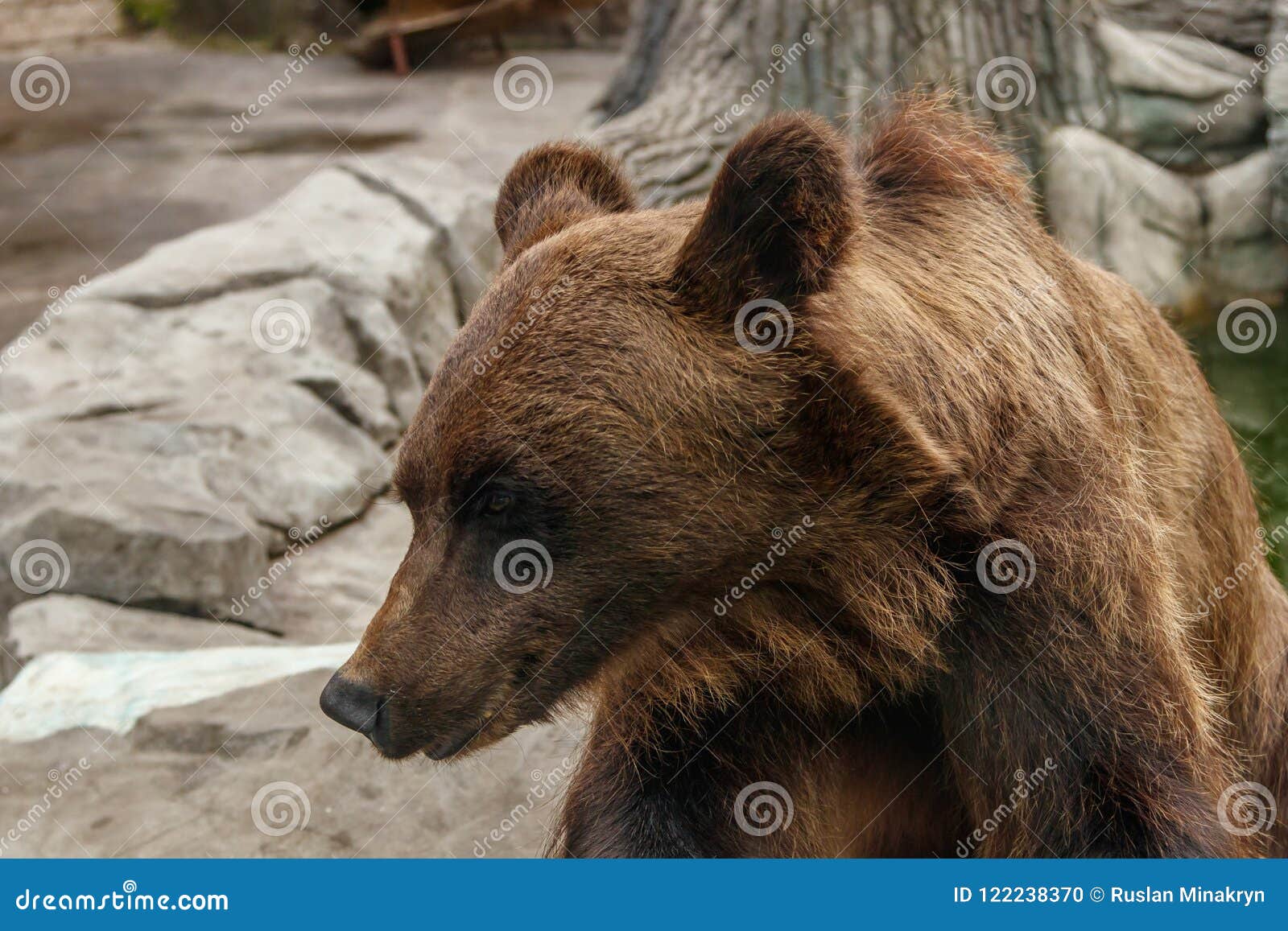 Head of a Beautiful Brown Bear Stock Photo - Image of nature, angry ...