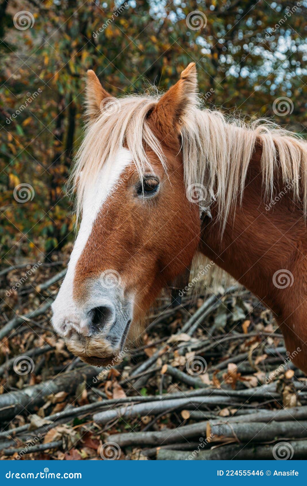 Percheron Horse Head Shot Royalty-Free Stock Photography ...