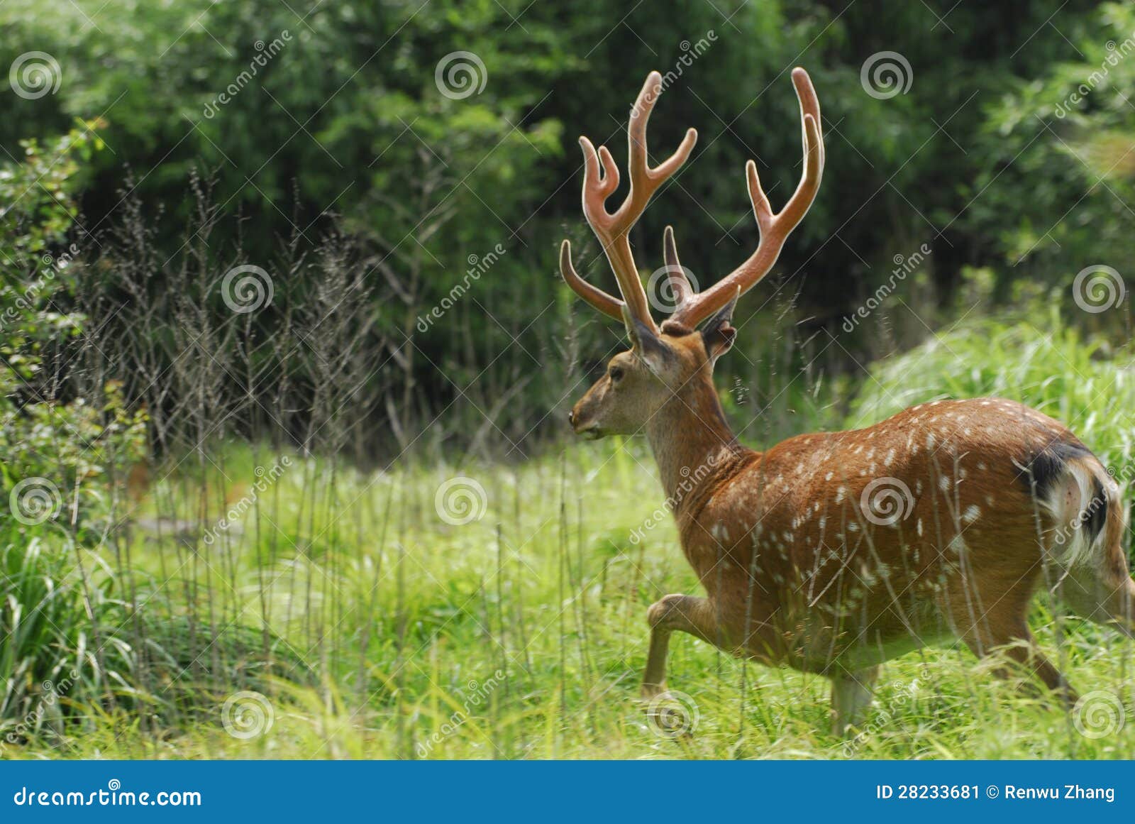 A head of beautiful bucks stock image. Image of antlers - 28233681