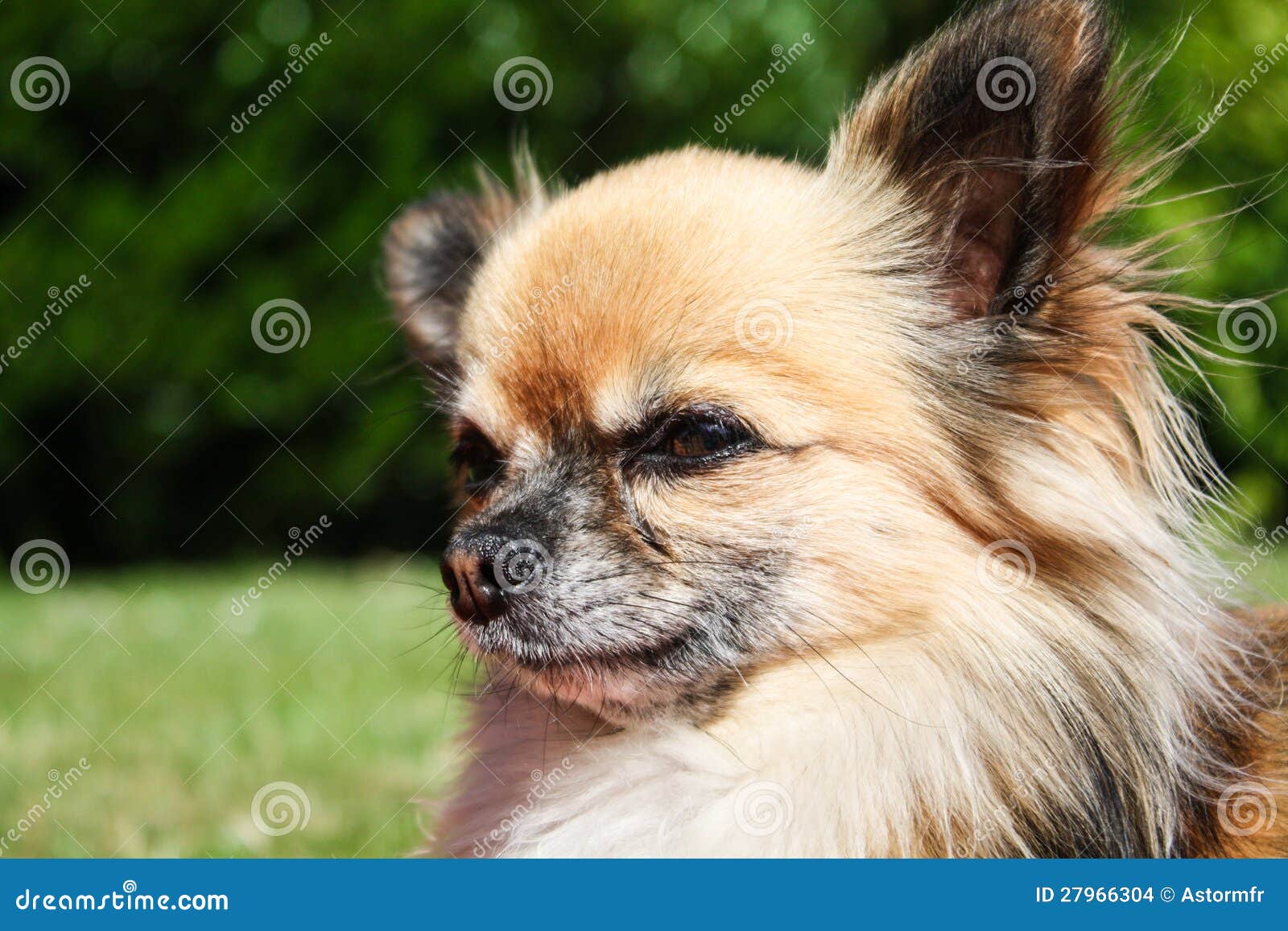 Head Beautiful chihuahua stock photo. Image of animal - 27966304