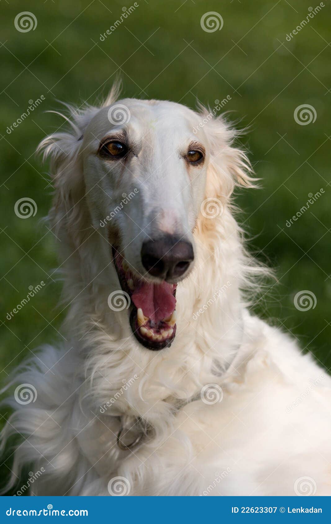 Head of Beautiful Dog - Borzoi Stock Image - Image of borzoi, outdoors ...
