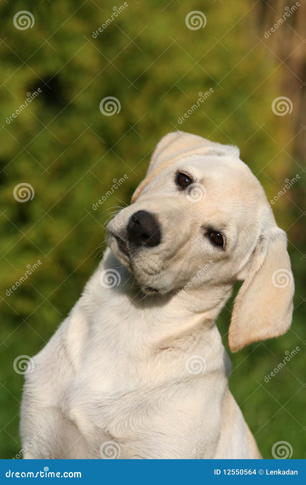 Head of beautiful labrador stock photo. Image of beautiful - 12550564