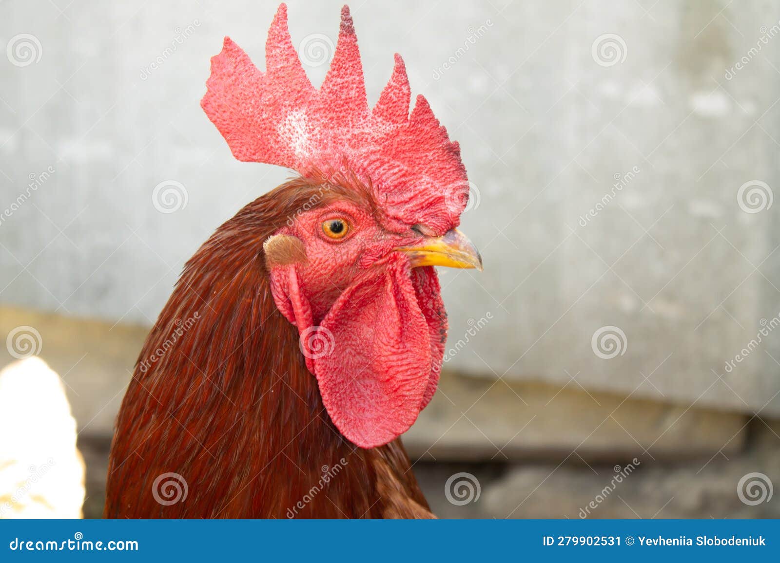 The Head of a Beautiful Rooster with a Large Comb Stock Image - Image ...