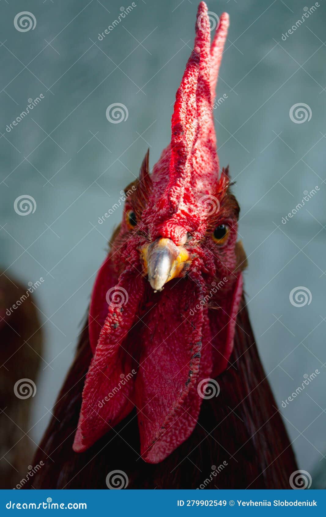 The Head of a Beautiful Rooster with a Large Comb Stock Image - Image ...