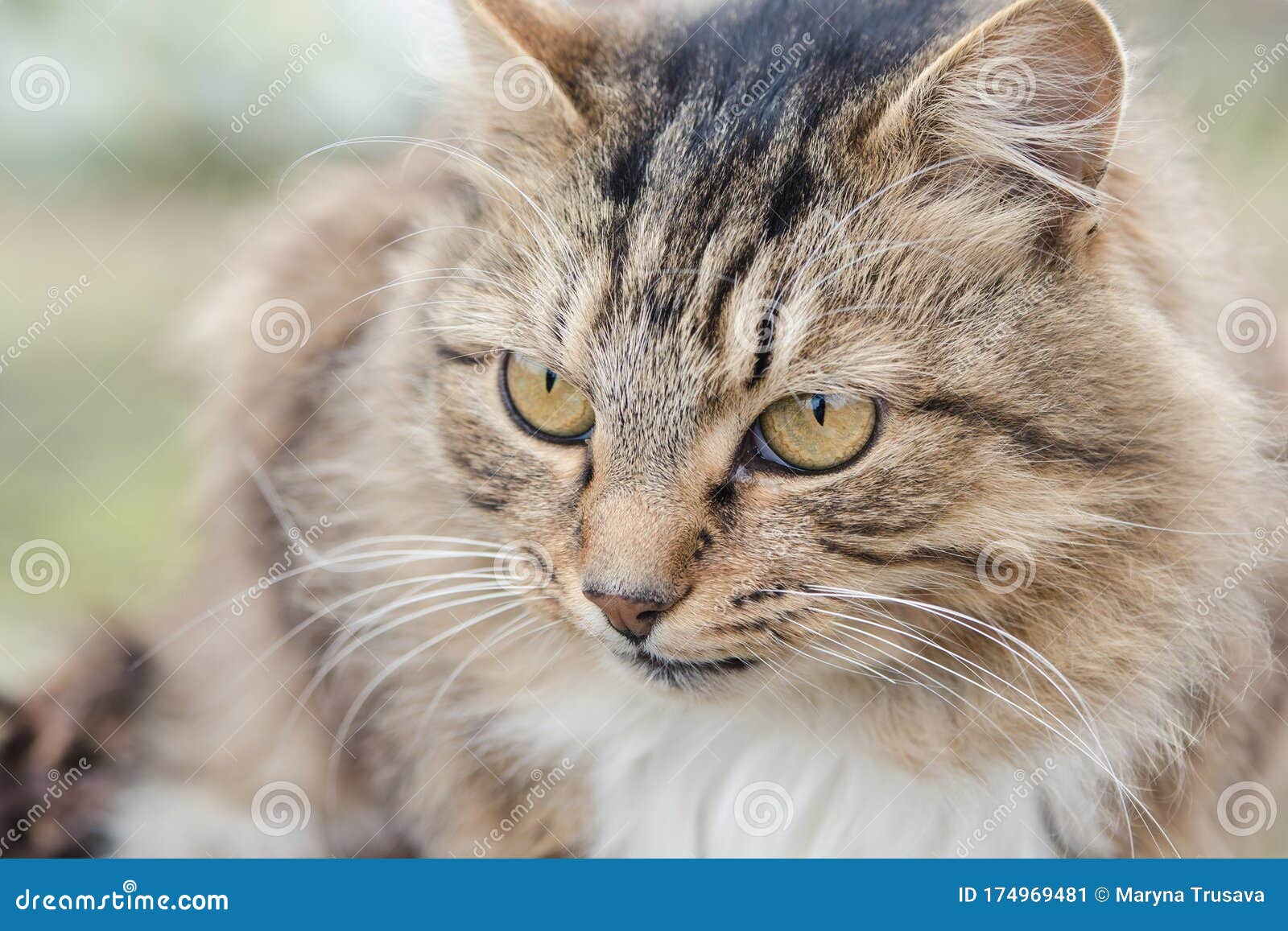 Fluffy Cat Ears Stock Photos - Download 18,737 Royalty Free Photos