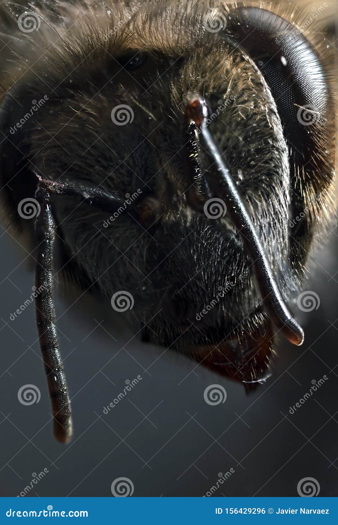 Head of a Bee in Extreme Macro Stock Photo - Image of garden, close ...