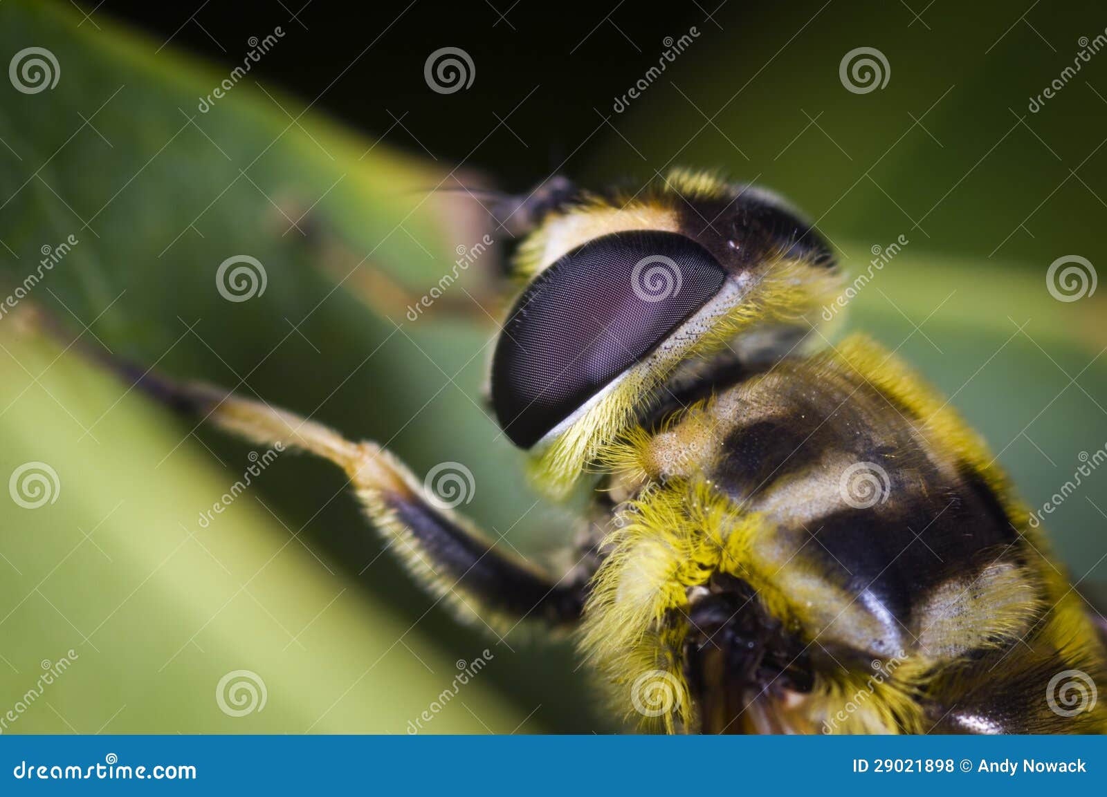 Head of bee on leaf stock photo. Image of nature, black - 29021898