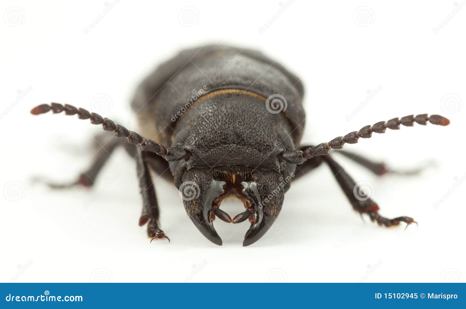 Head of beetle stock image. Image of insect, beetle, horned - 15102945