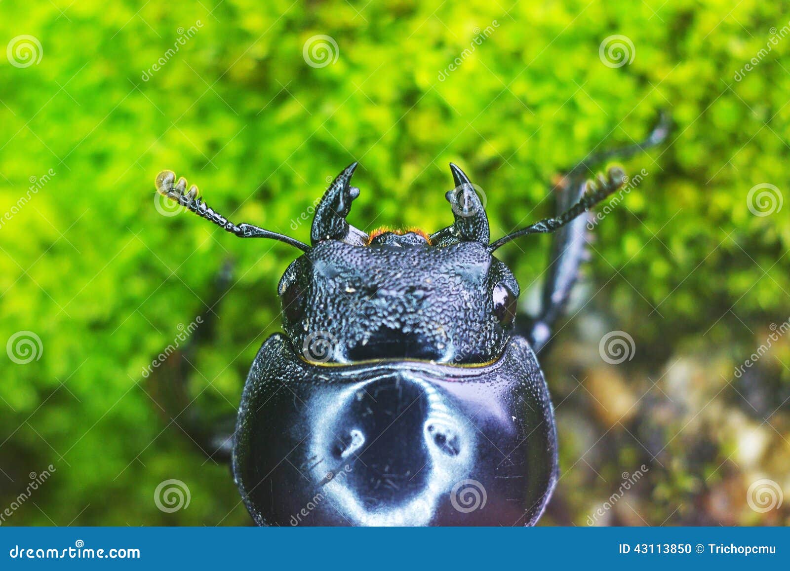 Head of the beetle stock photo. Image of tropical, mandible - 43113850