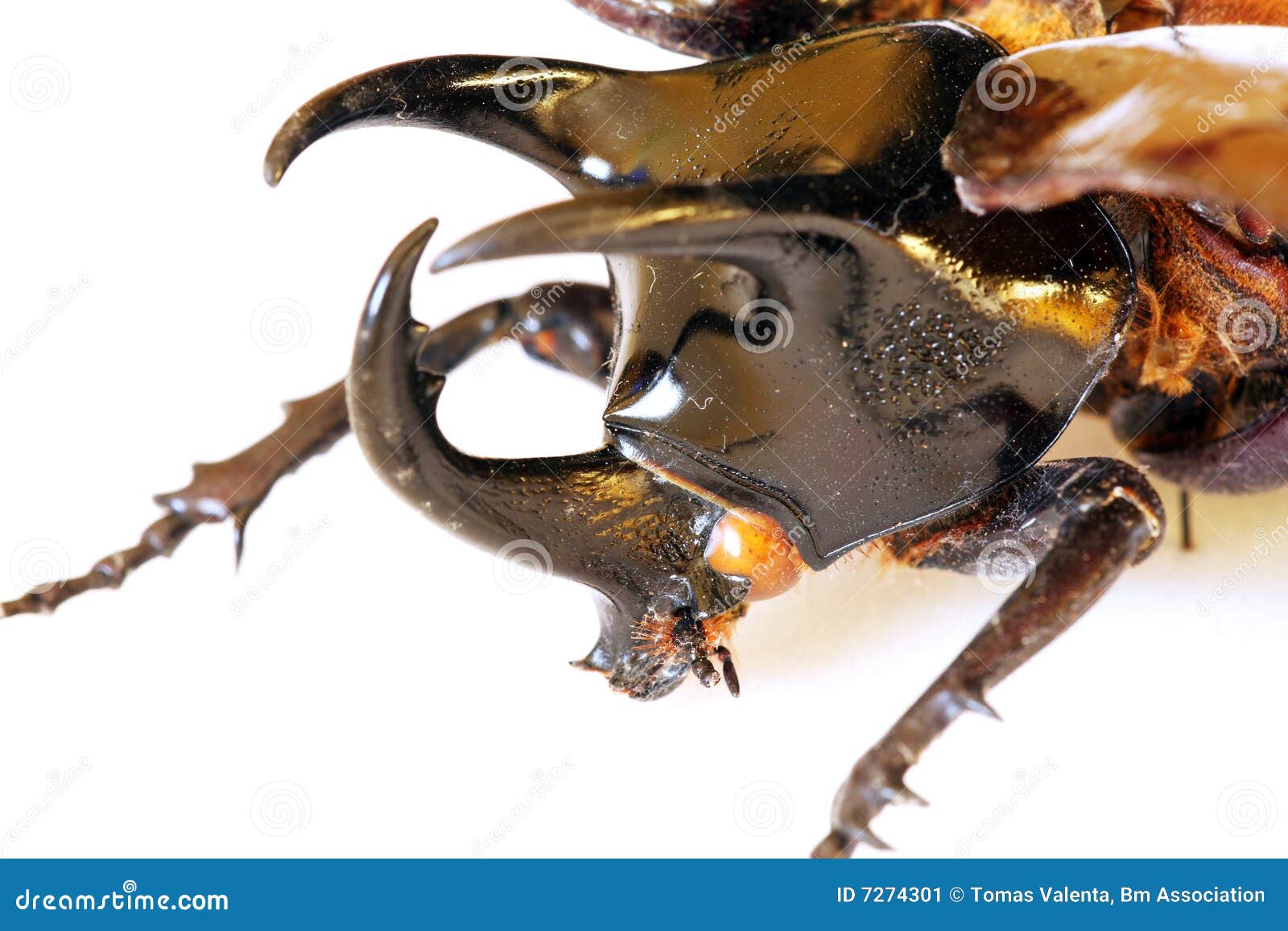 Head of Beetle Chalcasoma Atlas Stock Image - Image of head, chalcasoma ...