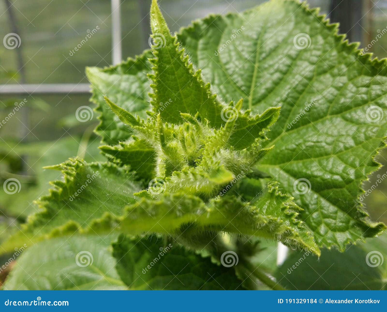 Head, Beginning of a Cucumber Stem. Close-up. Stock Photo - Image of ...