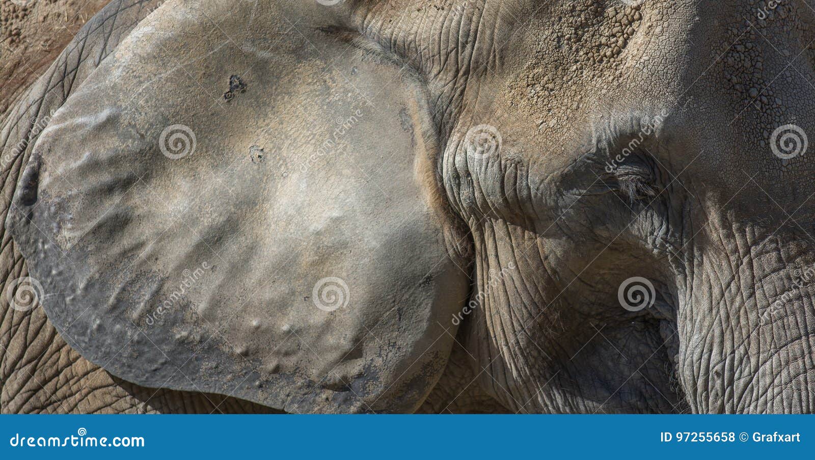 Head of a Big African Elephant Stock Photo - Image of conservation ...