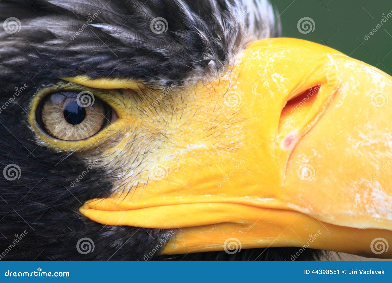 Head of big black eagle stock image. Image of predator - 44398551