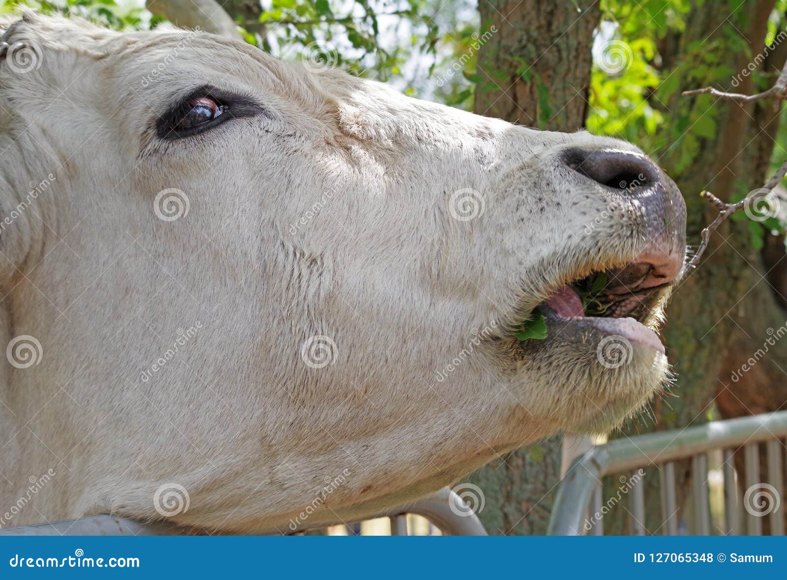 Head of big bull stock photo. Image of nature, mammal - 127065348