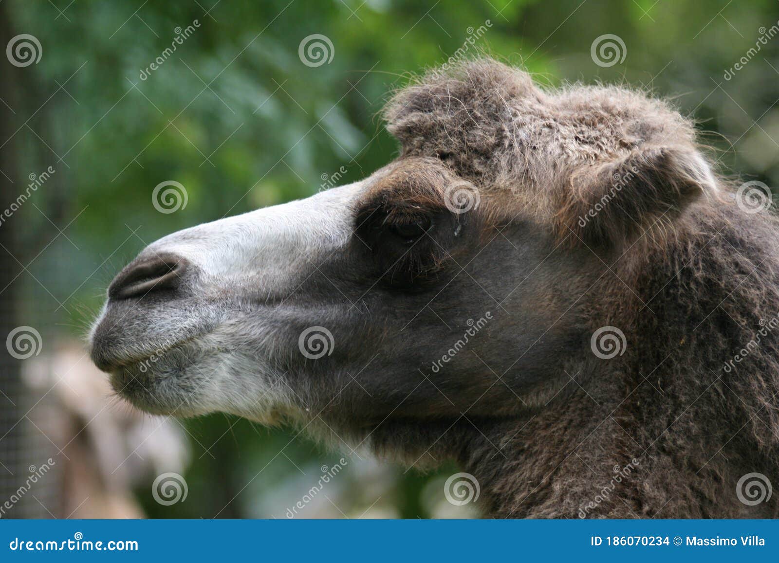 Head of a big Camel stock photo. Image of nose, camel - 186070234