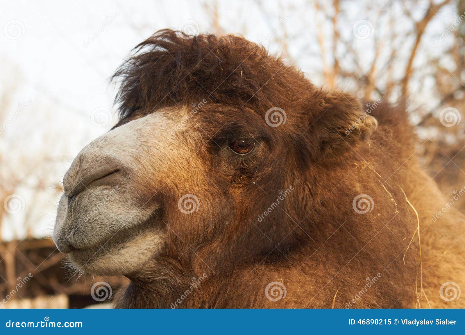 Head of big camel stock image. Image of transport, wild - 46890215