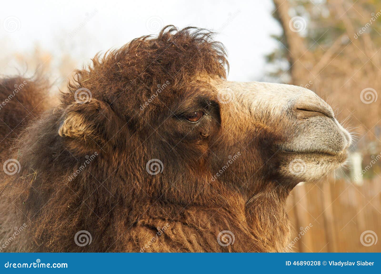 Head of big camel stock photo. Image of desert, mammal - 46890208
