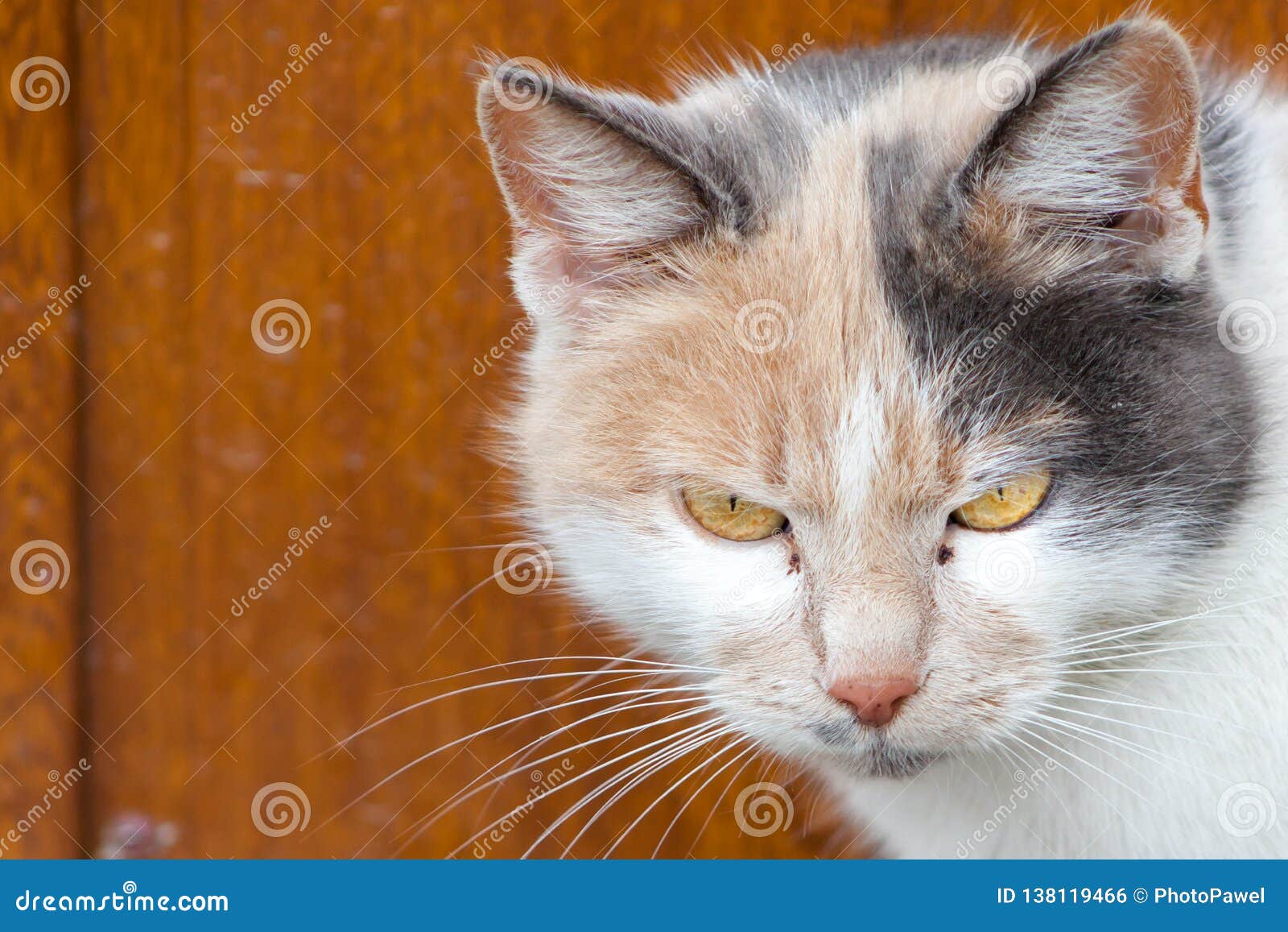 The Head of a Big Cat. the Cat is Looking at the Camera with Colored ...