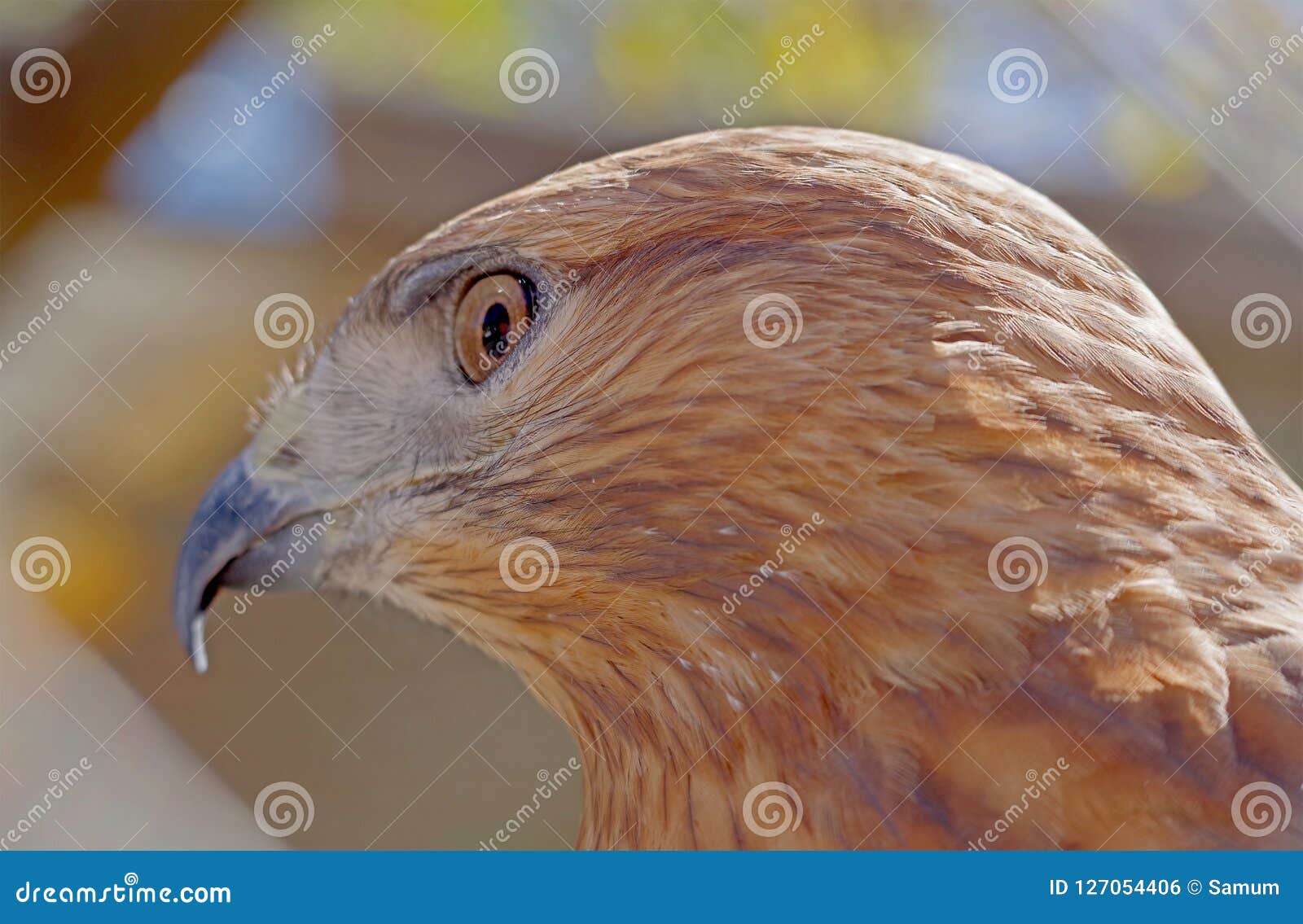 Head of a big eagle stock photo. Image of animal, wild - 127054406