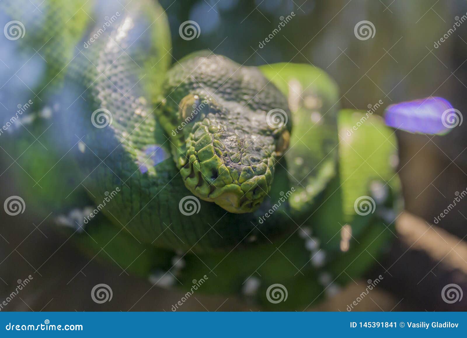 Head of a big green snake stock image. Image of snake - 145391841