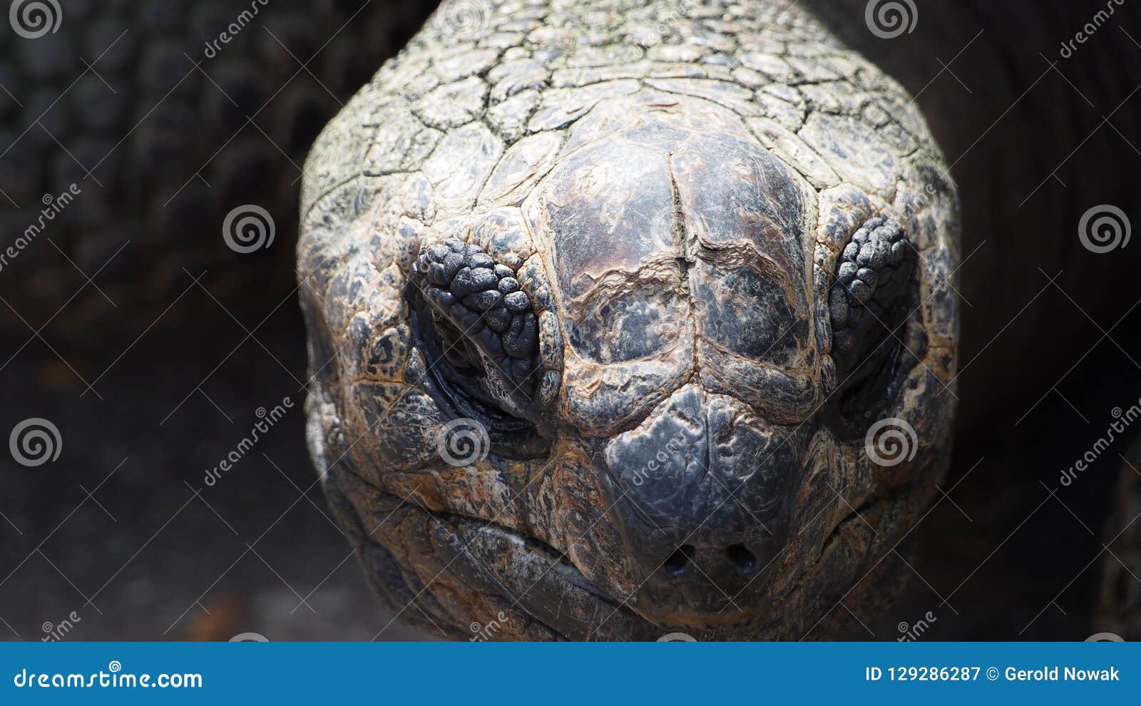 Head of a big tortoise stock image. Image of tortoise - 129286287