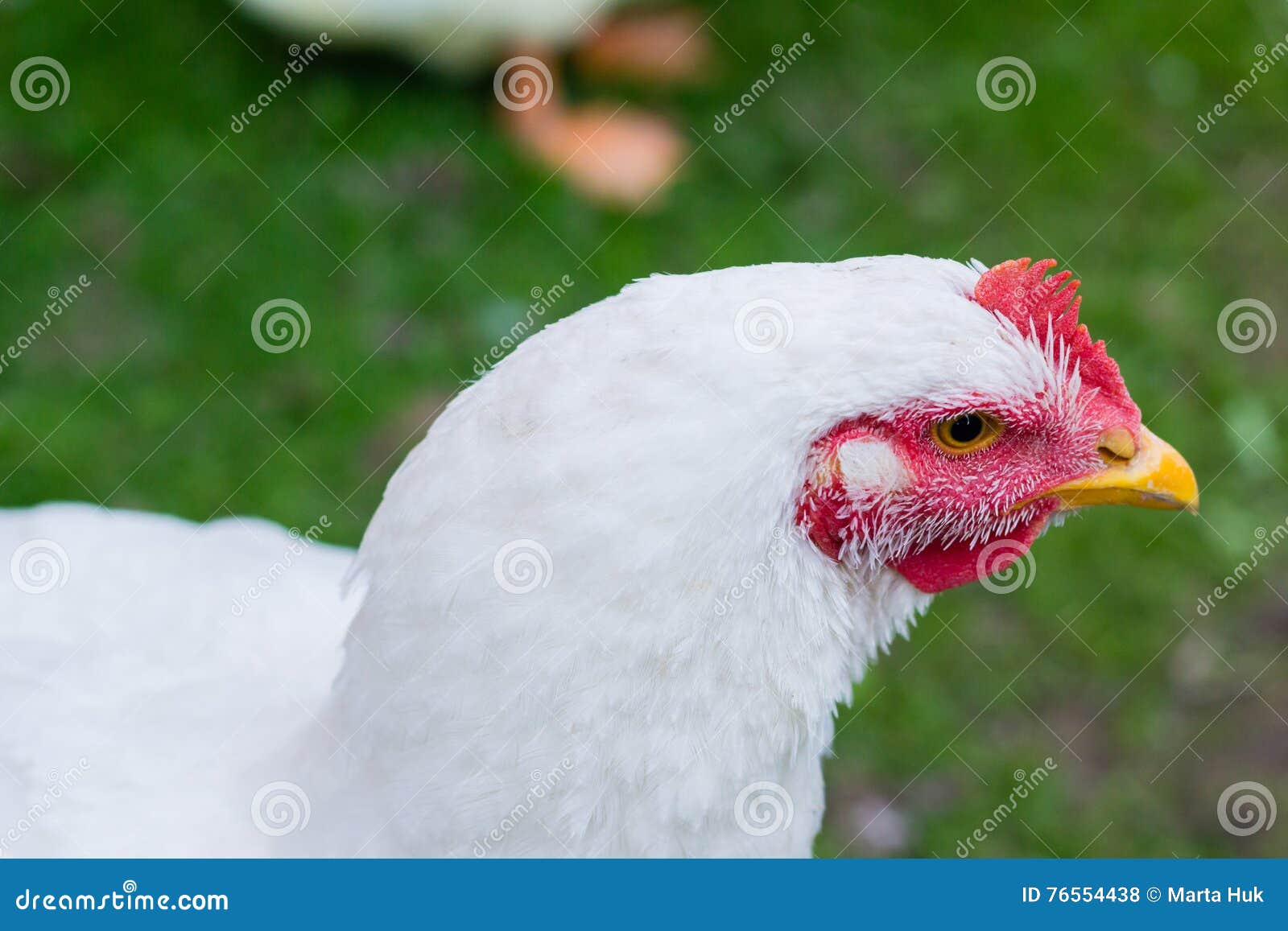 Head of big white chicken stock photo. Image of yellow - 76554438