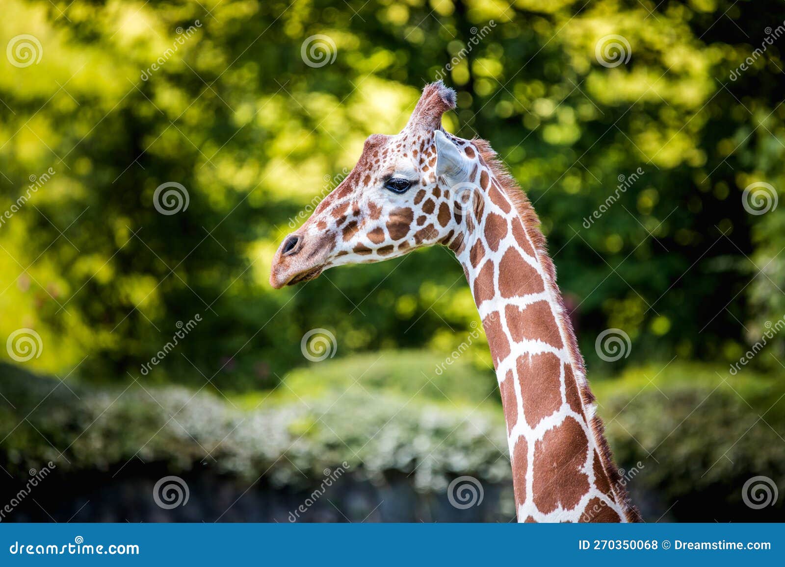 Giraffe head stock photo. Image of long, green, camelopardalis - 270350068