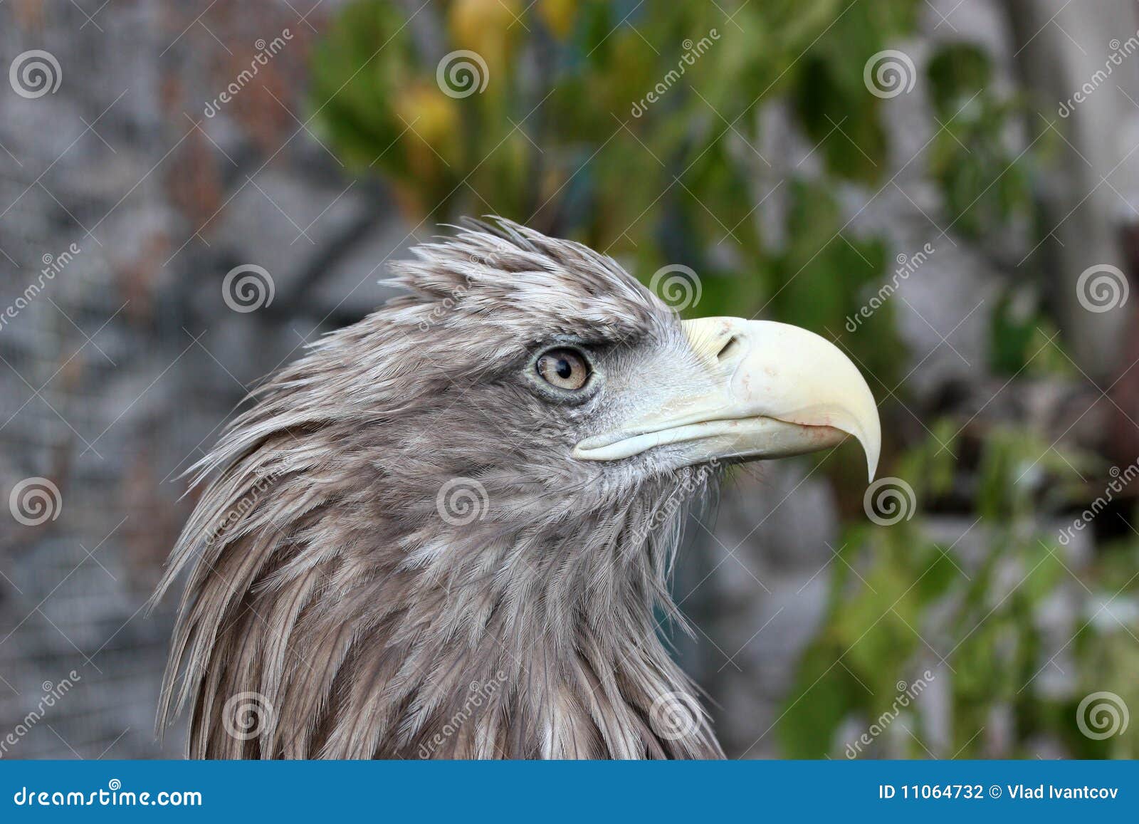 Head of a Bird with the Big Beak Stock Photo - Image of fierce, grey ...