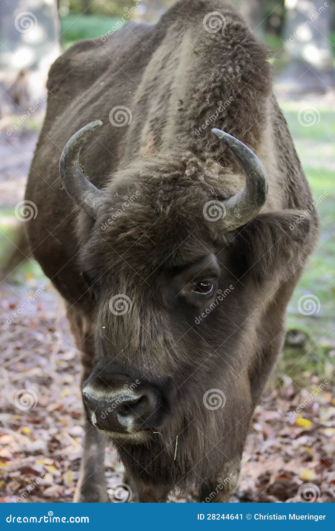 Head of bison stock image. Image of cattle, brown, animal - 28244641