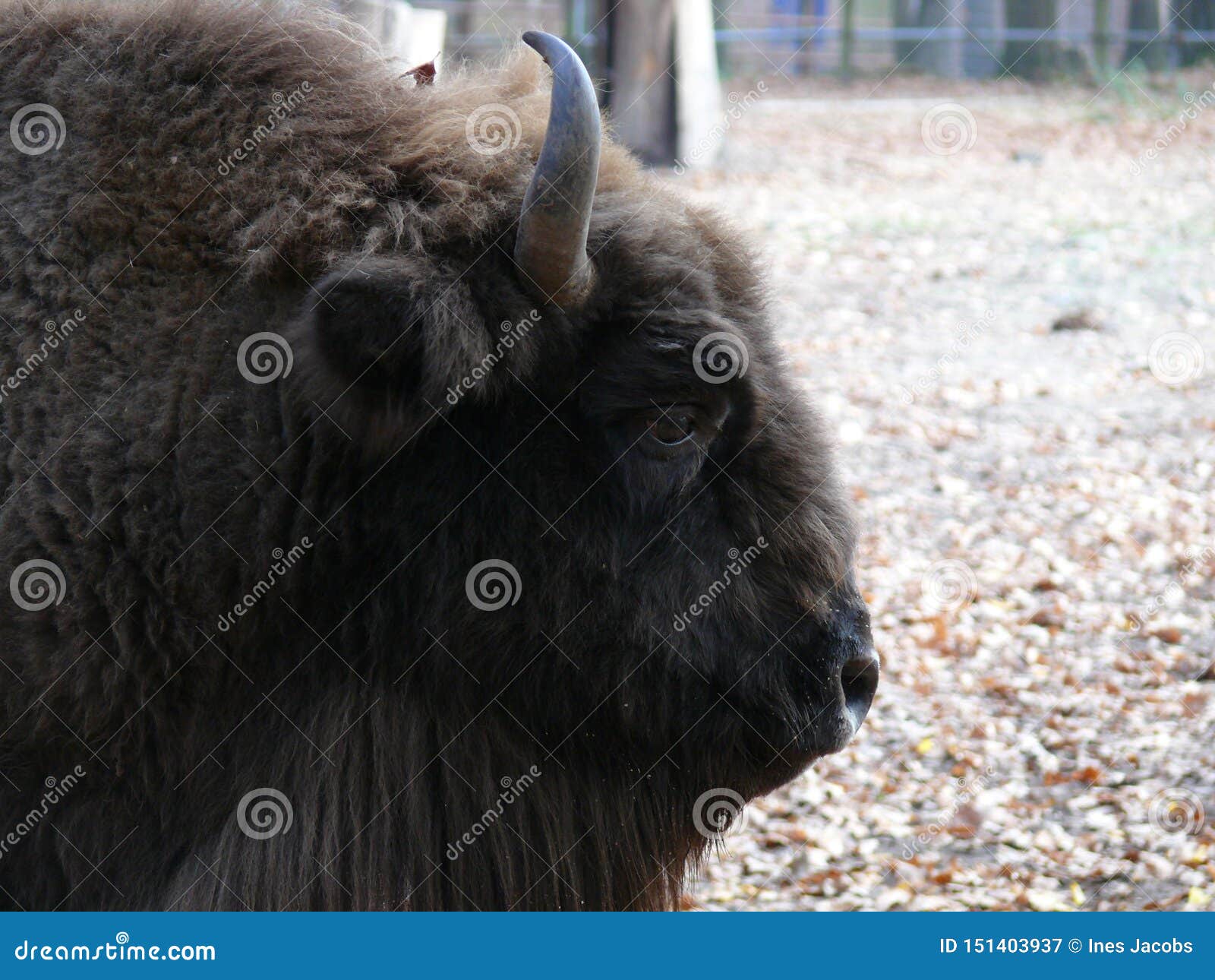 Head of a bison stock image. Image of furry, wild, horn - 151403937