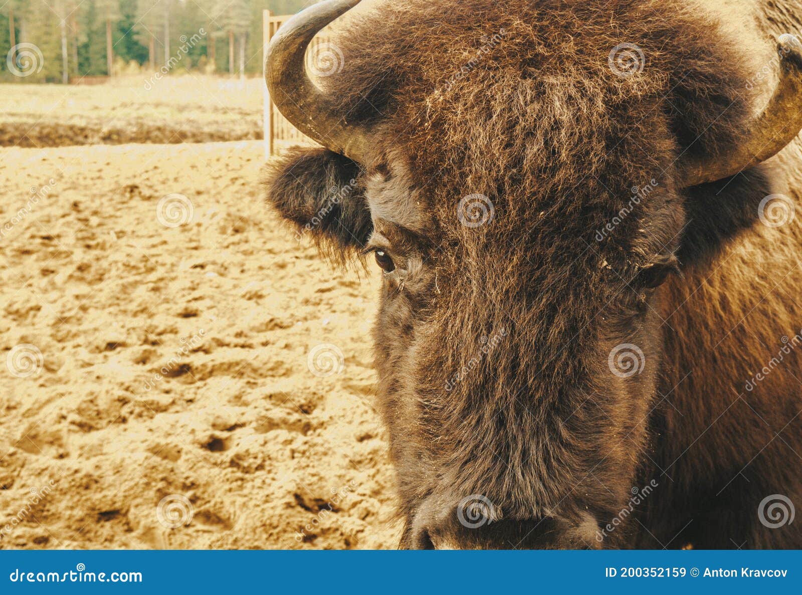 The Head of the Bison at Close Range Stock Image - Image of beast ...