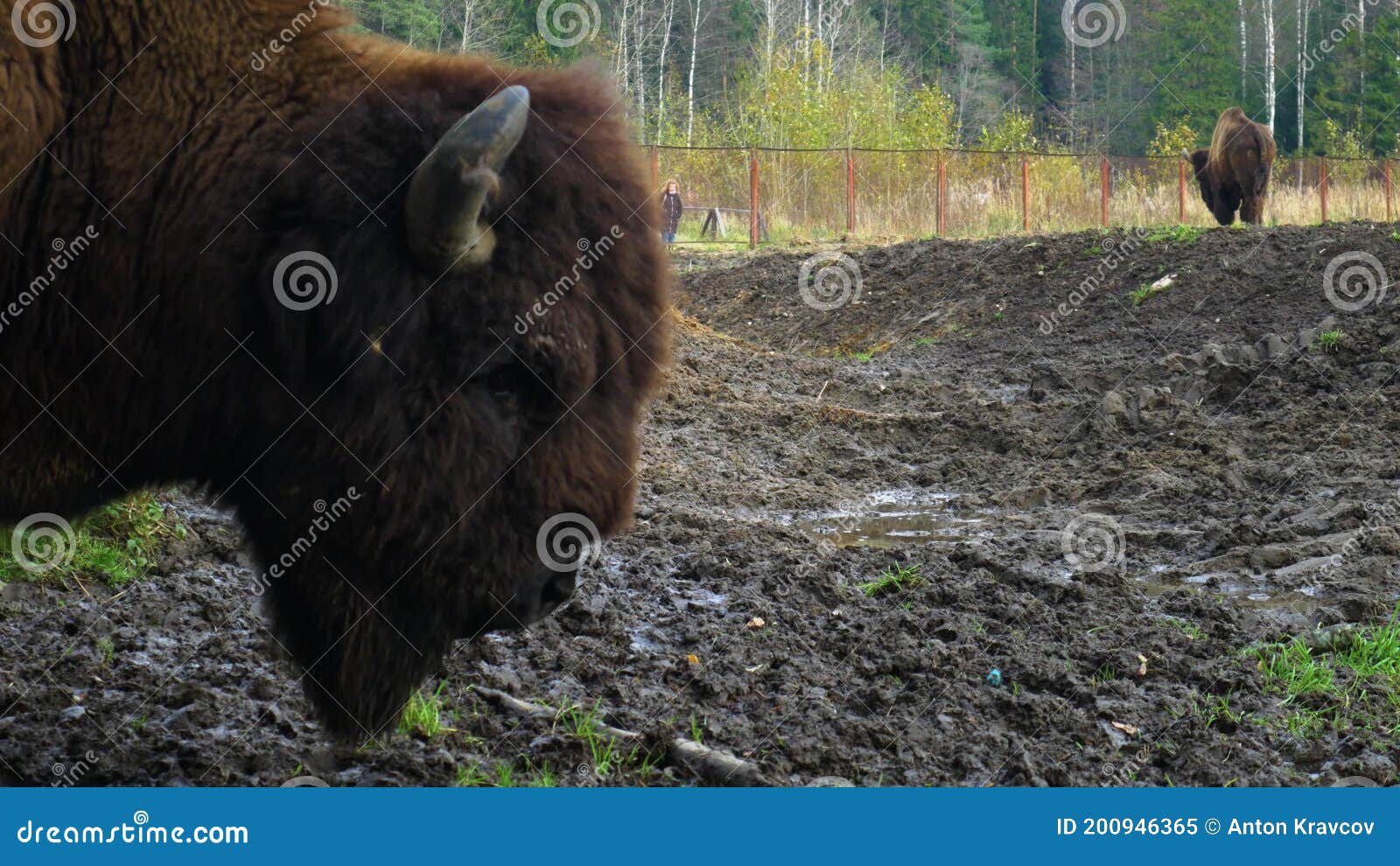The Head of the Bison at Close Range. Stock Video - Video of looking ...