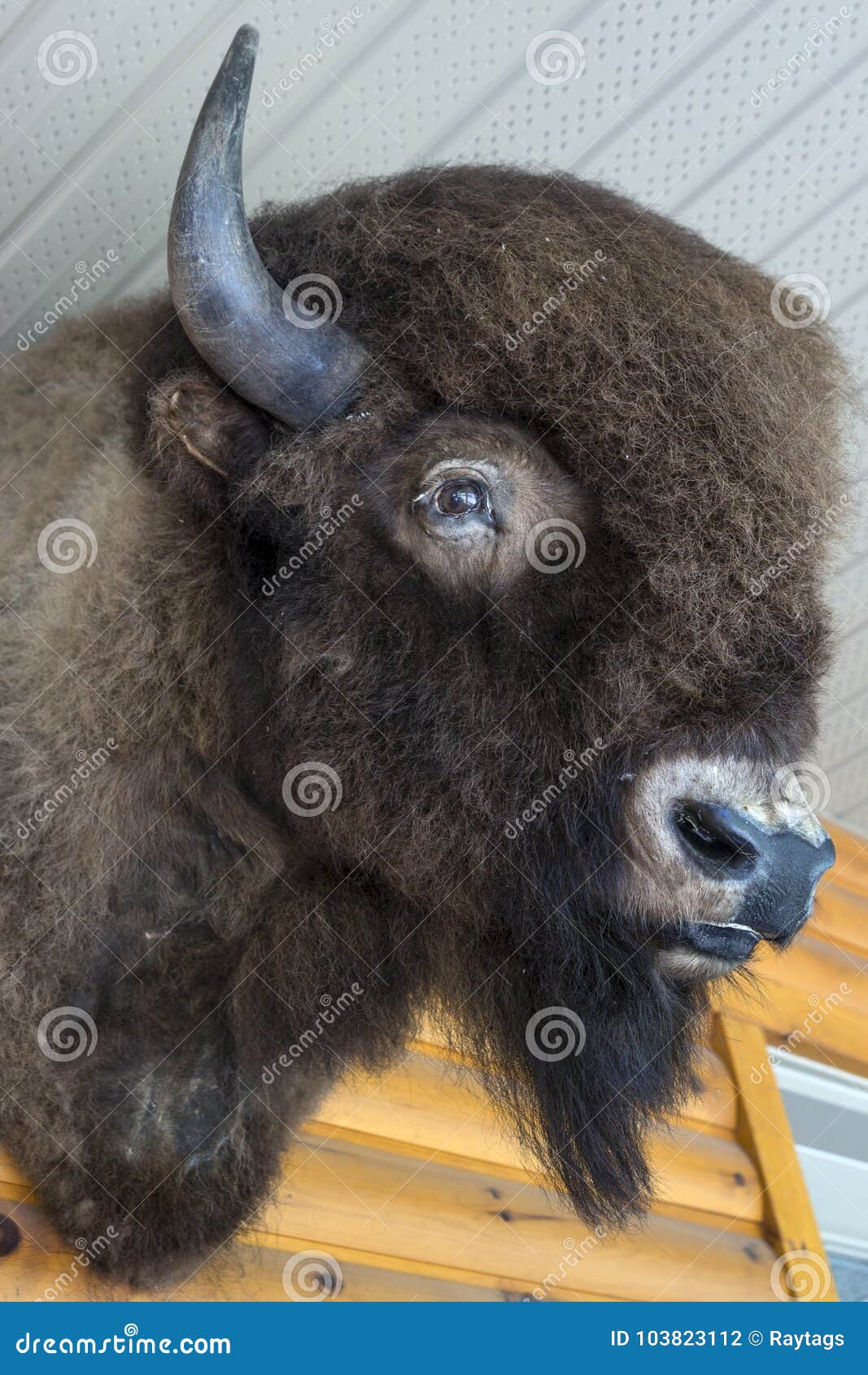 Head of Bison - Hunting Trophy Stock Photo - Image of hairy, largest ...