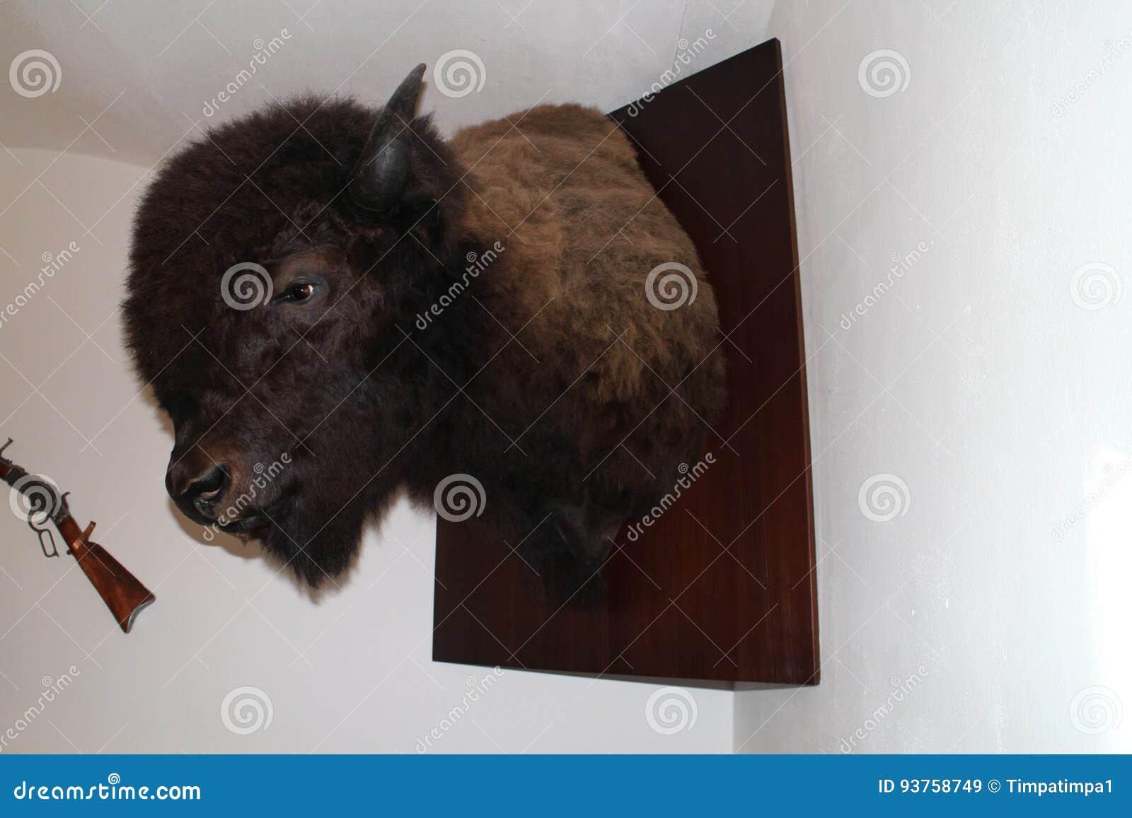 Head of Bison - Hunting Trophy Stock Image - Image of cattle, trophy ...