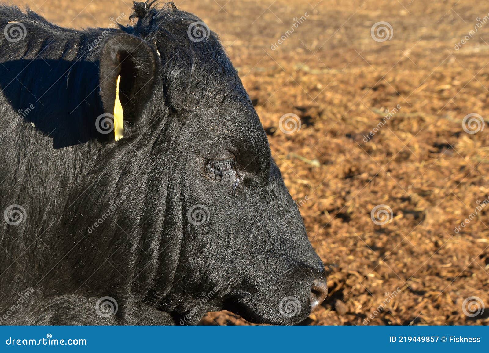 Head of a Black Angus Bull stock image. Image of closeup - 219449857