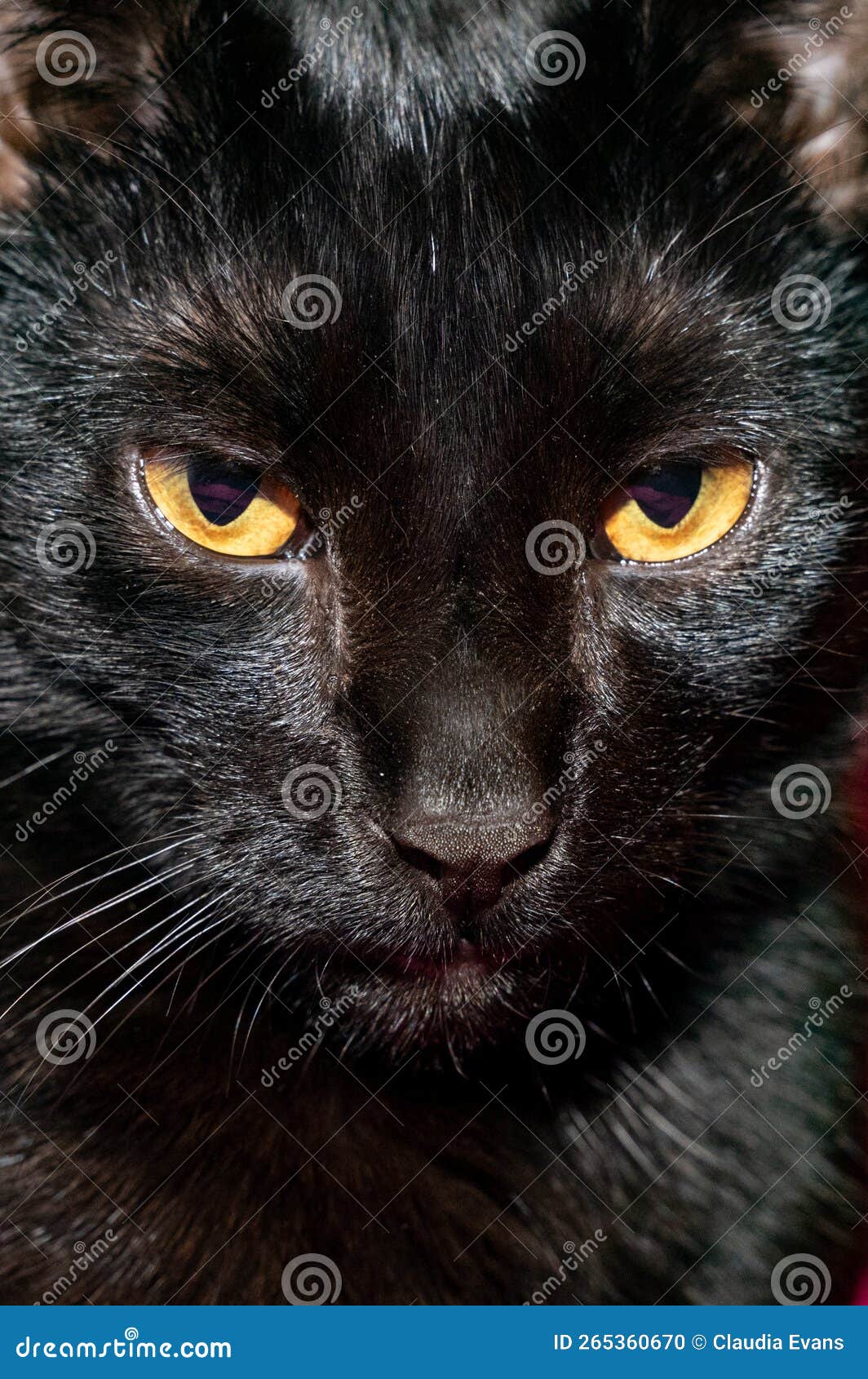 Head of a black cat stock photo. Image of head, tomcat - 265360670