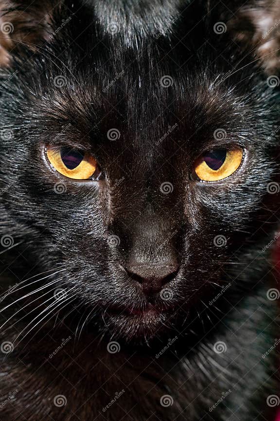 Head of a black cat stock photo. Image of head, tomcat - 265360670