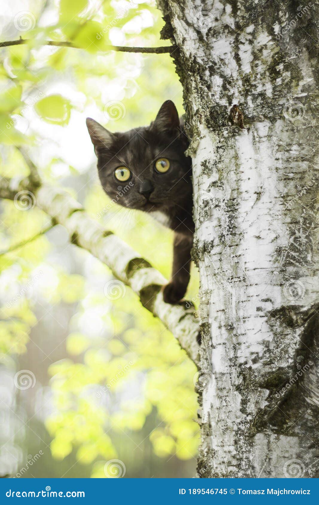 The Head of a Black Cat Leans Out from Behind a Deciduous Birch Tree ...