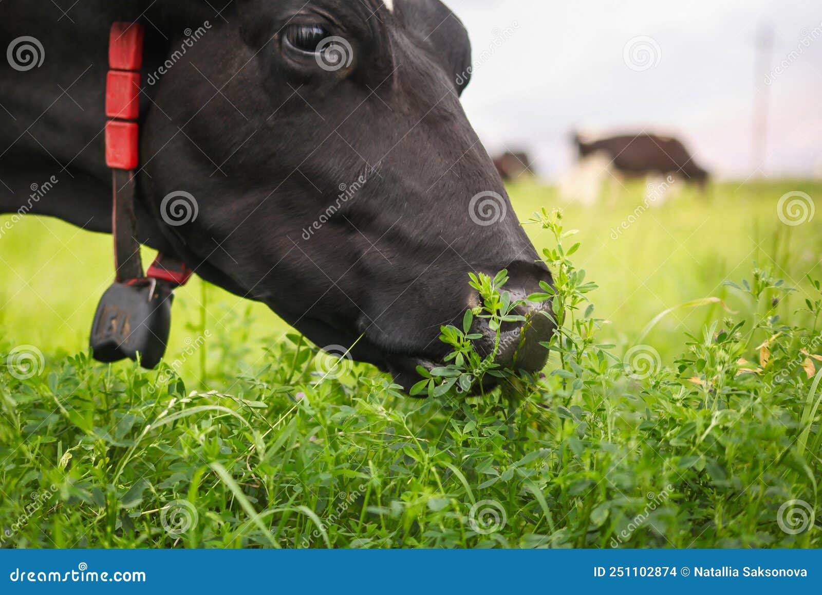 The Head of a Black Cow that Eats Clover on a Green Meadow. Stock Photo ...